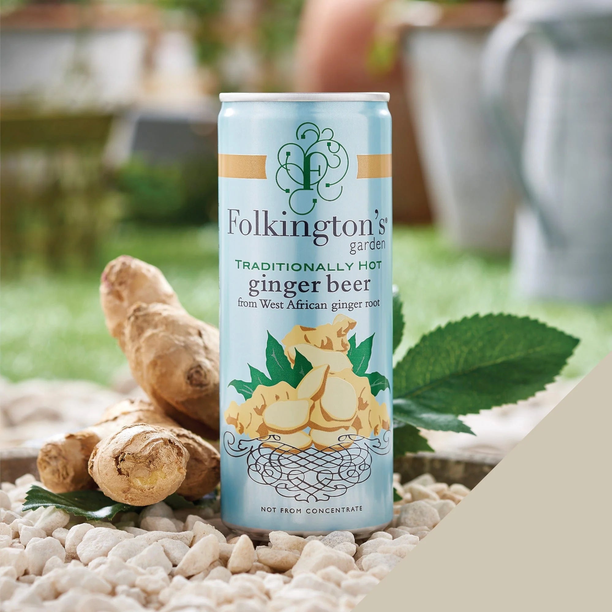 Ginger Beer 250ml (12 Pack) – The Liquorman